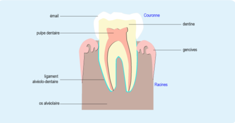 Traumatisme dentaire – Merckx Pédiatrie