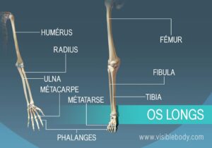 La croissance de l’enfant – Merckx Pédiatrie